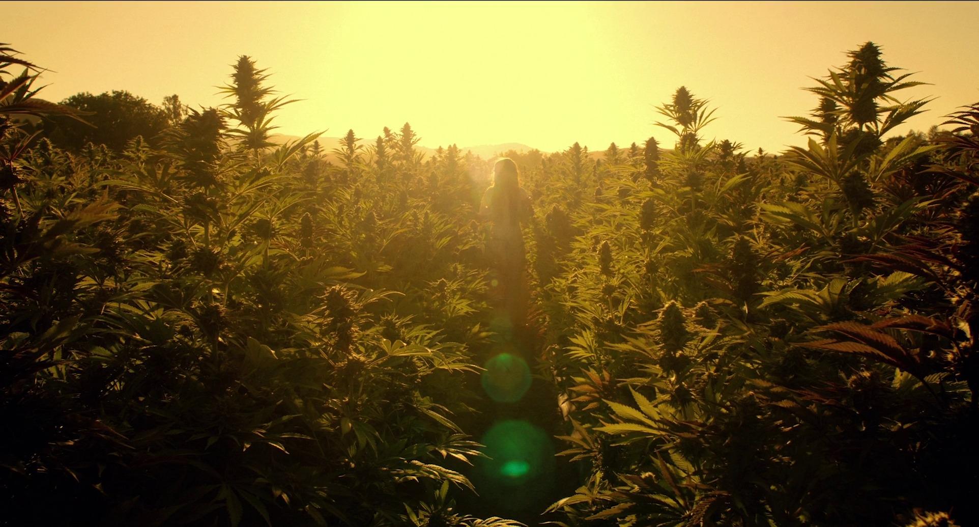 Trim Season – [FILMGRAB]