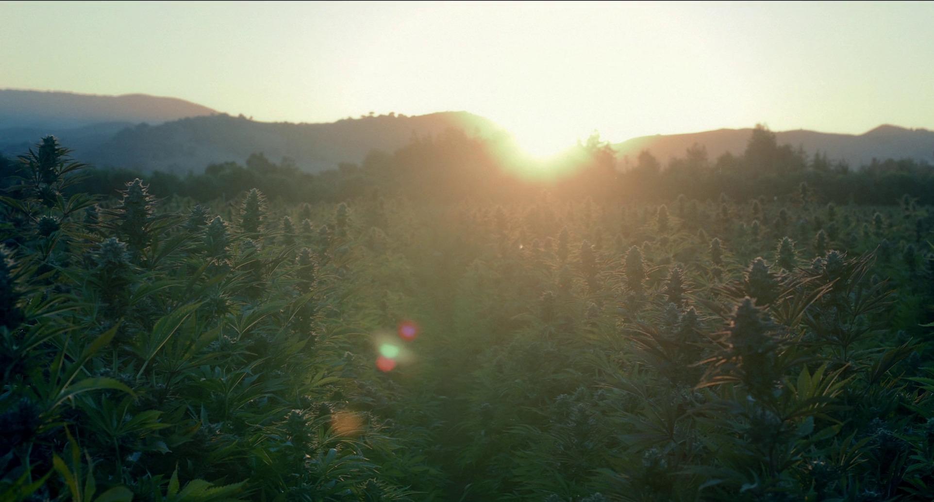 Trim Season – [FILMGRAB]